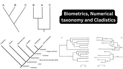 Taxonomic Hierarchy Ranks Categories And Taxonomic Groups Biology Notes Online