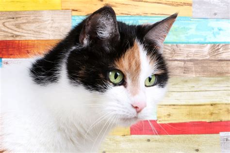 Sesso Gatti Come Riconoscerlo