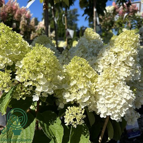 Hydrangea Paniculata ‘little Hottie Find Haveplanter