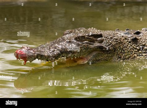 Siamese Crocodile (Crocodylus siamensis Stock Photo - Alamy
