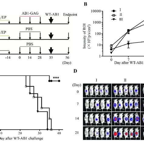 Protection Of Mice Against The Lethal Challenge Of Wild Type