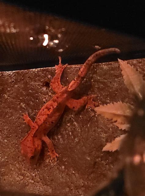 Age Sex Morph Rcrestedgecko