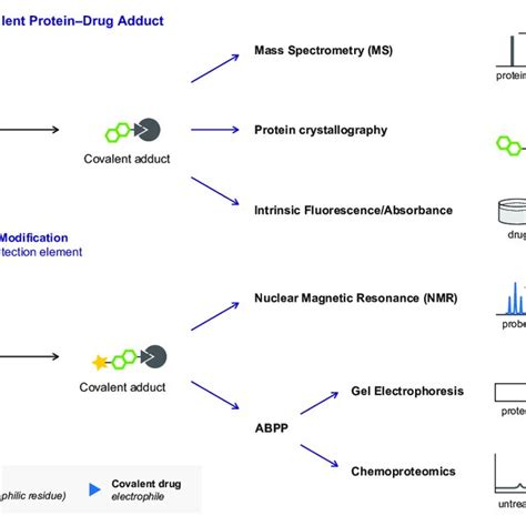 Validation Of A Covalent Binding Mode By Direct Detection Of The Download Scientific Diagram