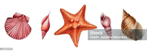 불가사리와 반짝이는 조개 껍질로 수채화 세트 흰색 고립된 배경에 수중 생물 물체를 손으로 칠하는 클립아트 디자이너 장식 엽서 포장지 스크랩북 표지 초대장 웨딩 디자인 포스터