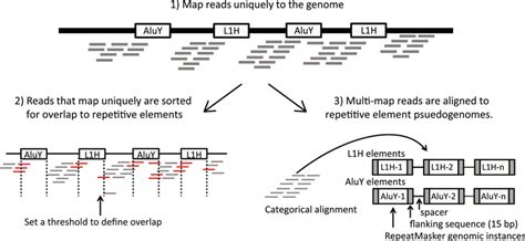 Repenrich Read Mapping Strategy Reads Are Mapped To The Genome Using
