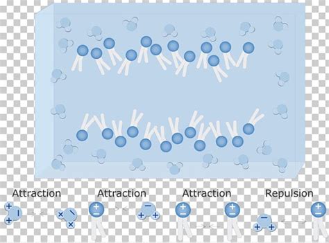 Lipid Bilayer Phospholipid Myelin Cell Membrane PNG Clipart Bilayer Biochemistry Biological
