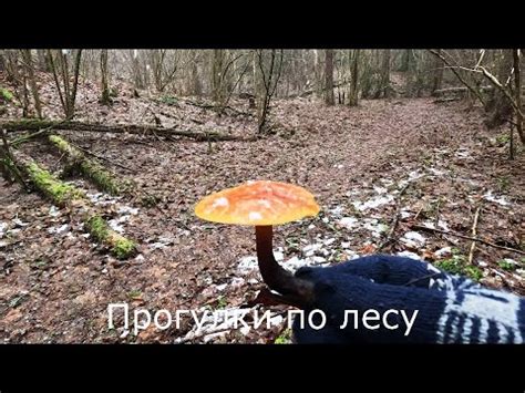 Прогулки по лесу Решил прогуляться пока погода позволяет Youtube