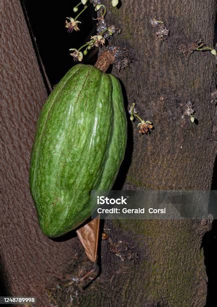 테오로마 카카오는 카카오 나무와 코코아 나무로 미주 지역의 깊은 열대 지역이 원산지인 말바쉐아 가족의 작은 상록나무입니다 그 씨앗은 코코아 파우더와 초콜릿을 만드는 데 사용