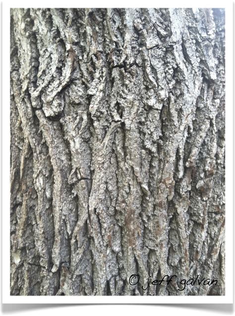 Walnut Tree Bark Identification