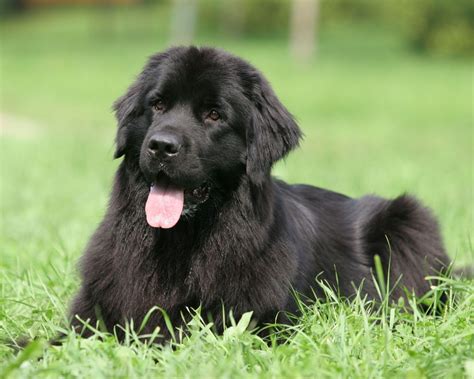 12 Surprising Facts About St Johns Water Dog