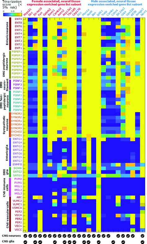 Mouse Cell Type Specific Expression Patterns For Sex Differentiated
