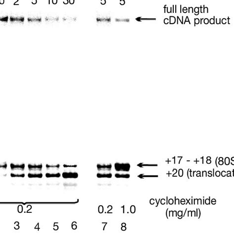 Toeprint Assay Of 48s And 80s Initiation Complexes Assembled From