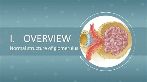 Solution Allabout Glomerular Disease Studypool