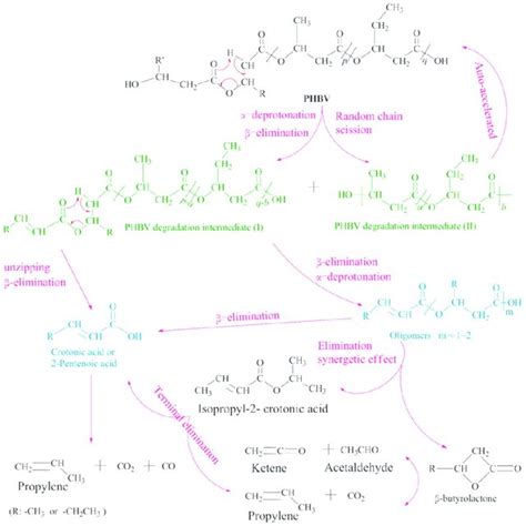Schematic Of The Thermal Degradation Of P3hb By Random Chain Scission Download Scientific
