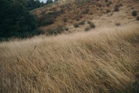 Premium Photo Dry Grass Field On Highland Valley