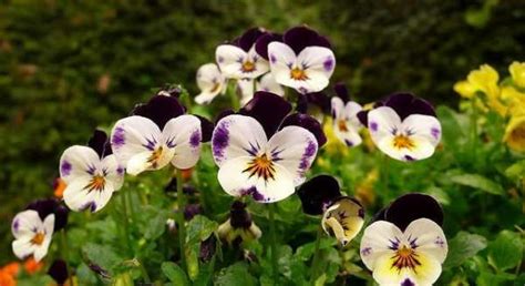 Pest Control Methods Of Iris The Plant Aide