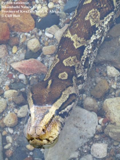 Python Natalensis The Reptile Database