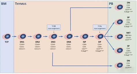 Mouse T Cell Activation How To Systematically Analyze Its Development Antbio
