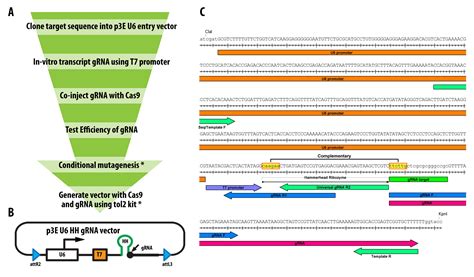 Ribozyme Mediated Grna Generation For In Vitro And In Vivo Crispr Cas9