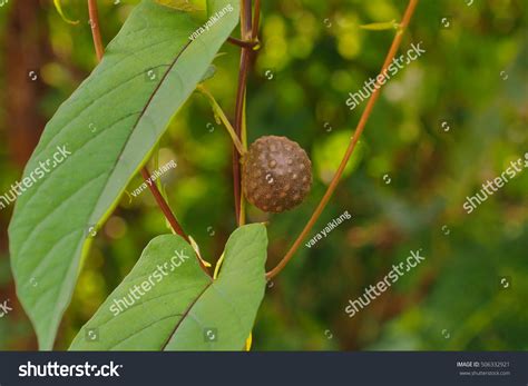 Wild Yam Stock Photo 506332921 : Shutterstock