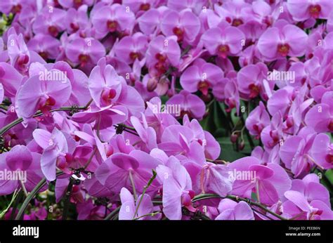 Beautiful Purple Orchid Phalaenopsis Bouquet Of Flowers Orchids