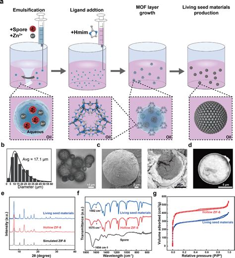 One‐pot Synthesis And Characterization Of Zif‐8 Mof‐encapsulated Spore