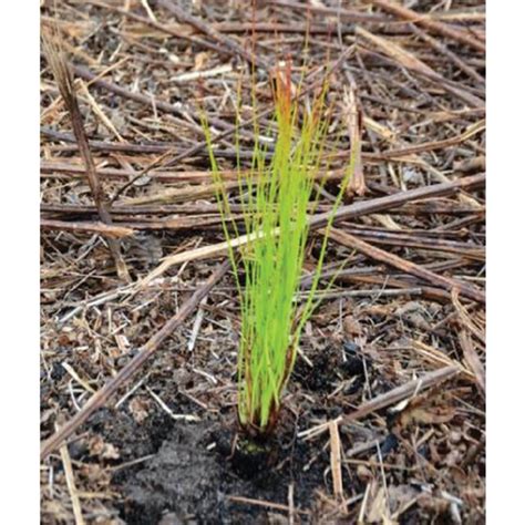 Seedling Morphology Credits Arborgen Download Scientific Diagram