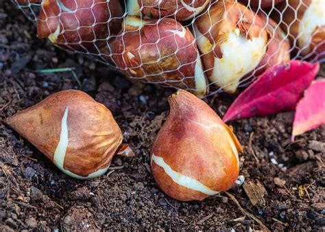 How To Store Tulip Bulbs Before Planting Storables