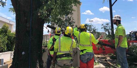 3 Bad Tree Pruning Practices That Harm Or Kill Trees