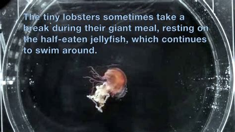 What Do Jellyfish Larvae Look Like At Antonio Talbert Blog