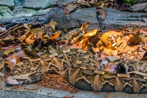 Photo Stock The Gaboon Viper Bitis Gabonica Is A Viper Species Found In The Rainforests And