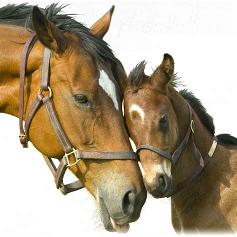 Streptococcus Equi Subspecies Equi Pcr Awanui Veterinary