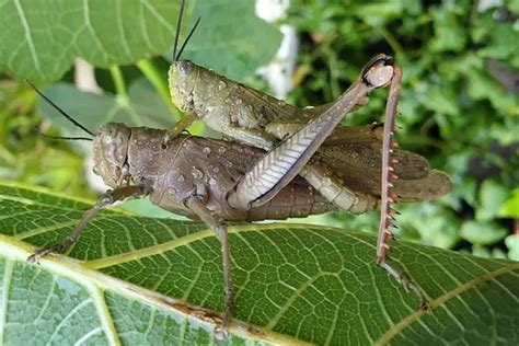 Largest Grasshoppers Youll Ever See These Are Top 25 Updated