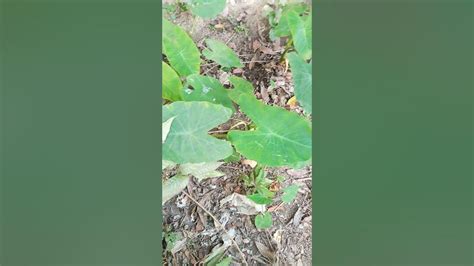 কচু পাতা Youtube