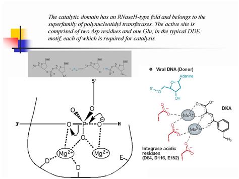 The Catalytic Domain Has An Rnaseh Type Fold And Belongs To The