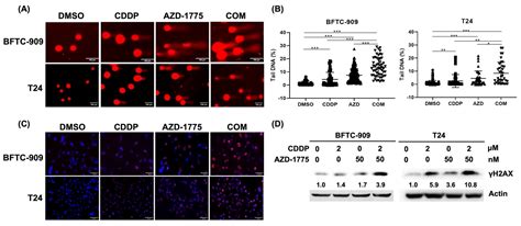 Inhibiting Wee1 Augments The Antitumor Efficacy Of Cisplatin In