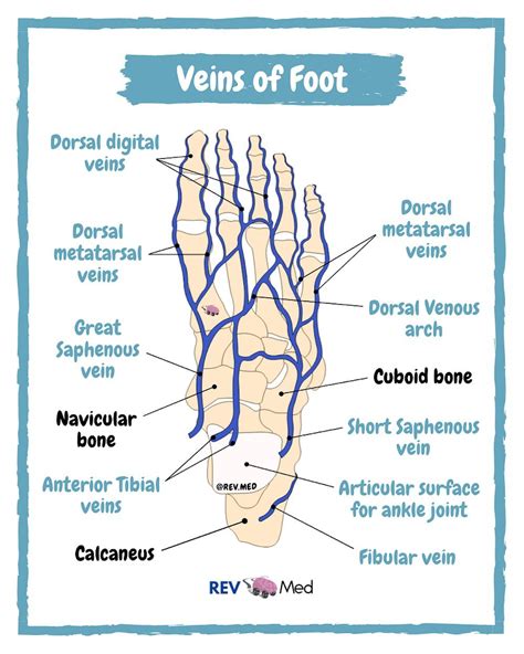 Types Of Veins Of The Foot Anatomy Bony Pelvis And Lower Limb Foot