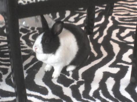 My Customers Rabbit Is Camouflaged Rmildlyinteresting