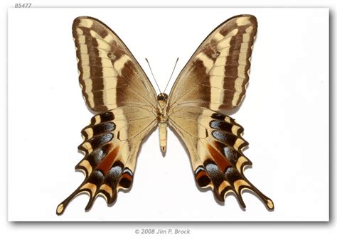 Heraclides Andraemon Bonhotei Pinned Specimens