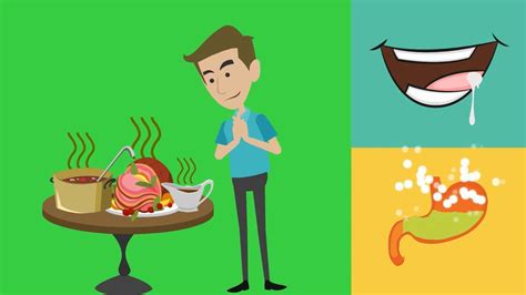 Хоол боловсруулах эрхтэн тогтолцоо хэрхэн ажилладаг вэ Youtube