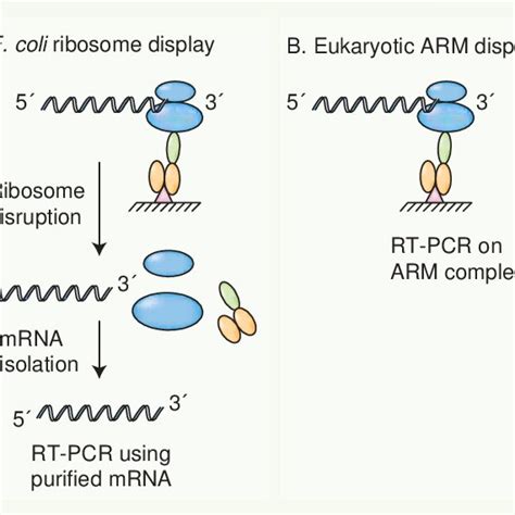 Dna Constructs For Ribosome Display A Construct For Escherichia Coli Download Scientific