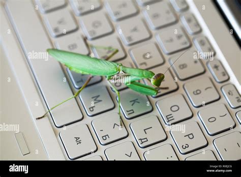 Green Mantis Pressing Keys On A Laptop Keyboard Real Insect As A Computer Bug Or Hacker