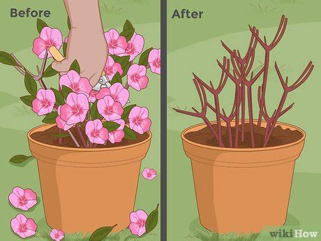 How To Plant Azaleas 11 Steps With Pictures WikiHow
