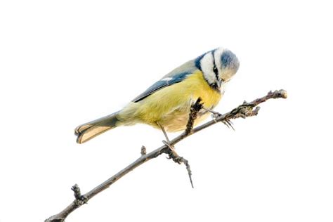 Premium Photo Isolated Blue Tit Perching On A Branch