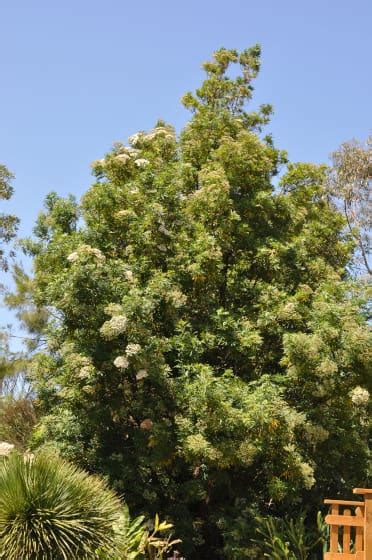 Lyonothamnus Floribundus Subsp Aspleniifolius Jardin Exotique