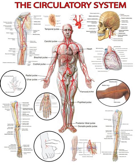Poster Haute Résolution Sur Lappareil Circulatoire Guide Visuel Pdf