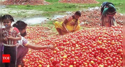 Tomato Dreams Squashed Crop Dumped On Roads As Price Drops To Rs 3kg