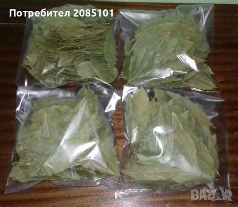 Дафинов лист в Градински цветя и растения в гр Бургас Id40207025 — Bazar Bg