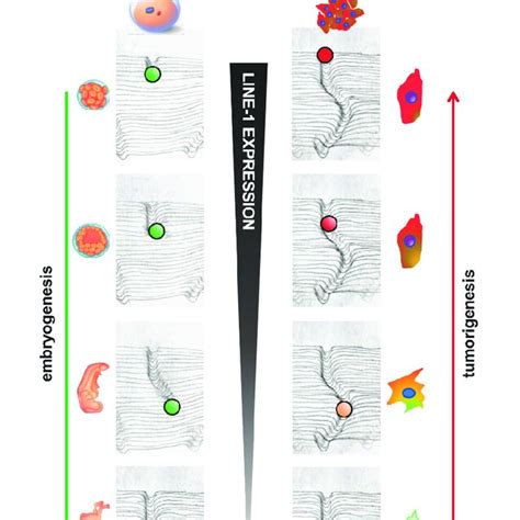 Reactivation Of Embryonic Genetic Circuits In Differentiated Cells Download Scientific Diagram