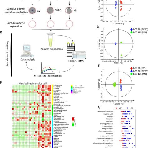 Metabolomic Profiling Of Mouse Cumulus Cells A Illustration Of In Vivo Download Scientific